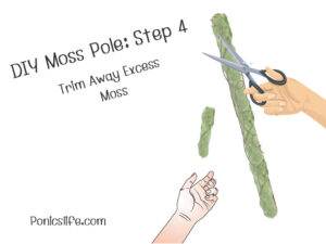 How to Make a DIY Moss Pole - Ponics Life