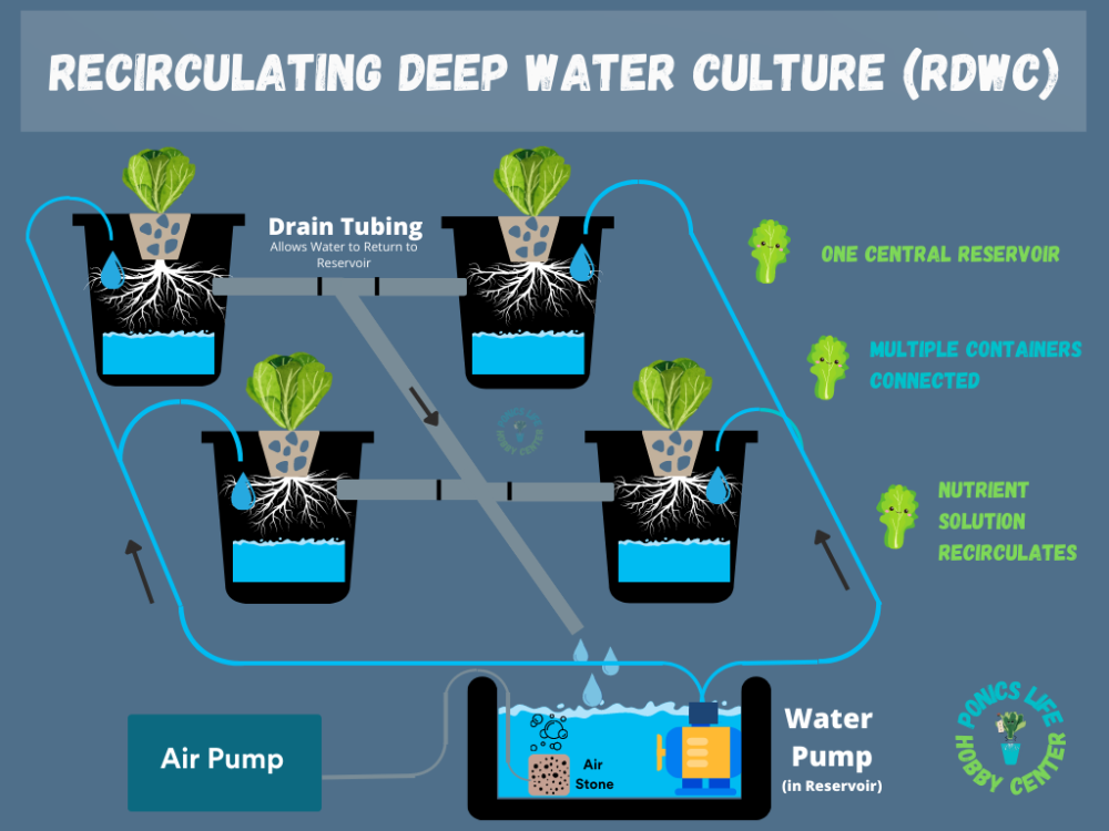 Deep Water Culture (DWC) Systems: A Complete Guide for Hobbyists