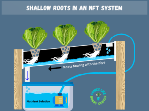 Shallow Root Vegetables: A Quick and Easy Guide - Ponics Life