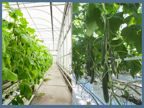Hydroponic Cucumbers: A Quick and Easy Grow Guide