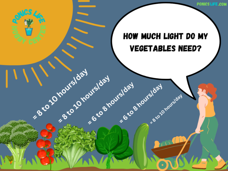 How Much Sun do Vegetables Need: A Complete List