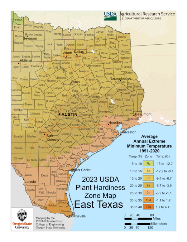 Texas Vegetable Planting Calendar: A Quick and Easy Guide