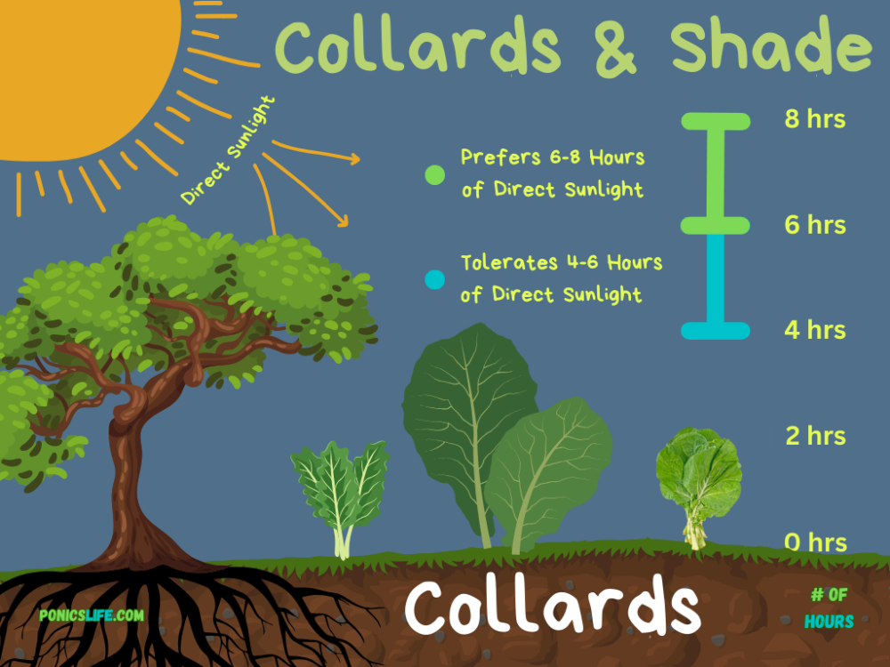 Vegetables and Herbs That You Can Grow in the Shade