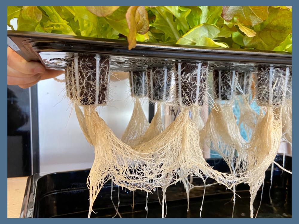 Roots and Hydroponics: Everything You Need to Know