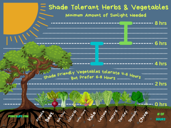 Vegetables and Herbs That You Can Grow in the Shade