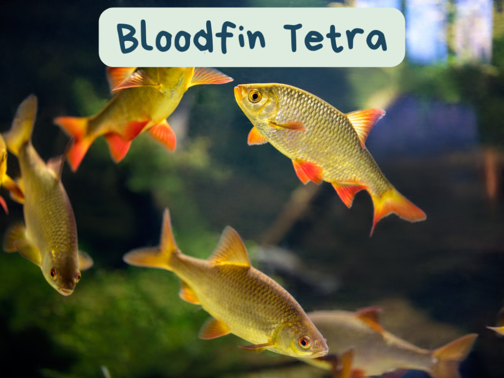Bloodfin Tetra (Aphyocharax anisitsi): All in One Fish Guide