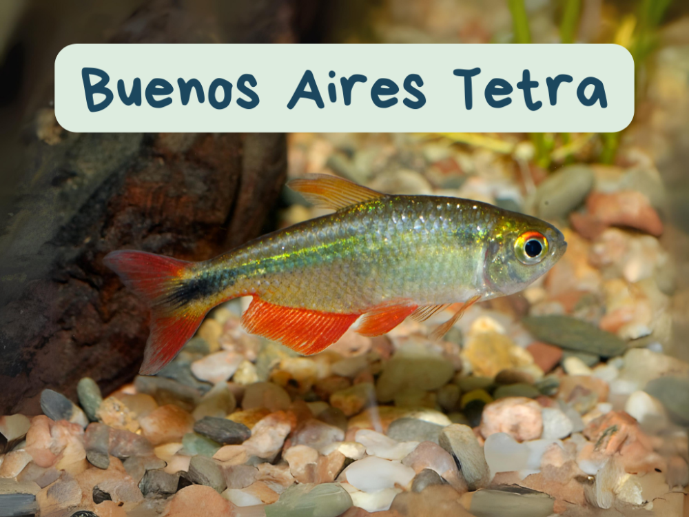 Buenos Aires Tetra (Psalidodon anisitsi): All in One Fish Guide