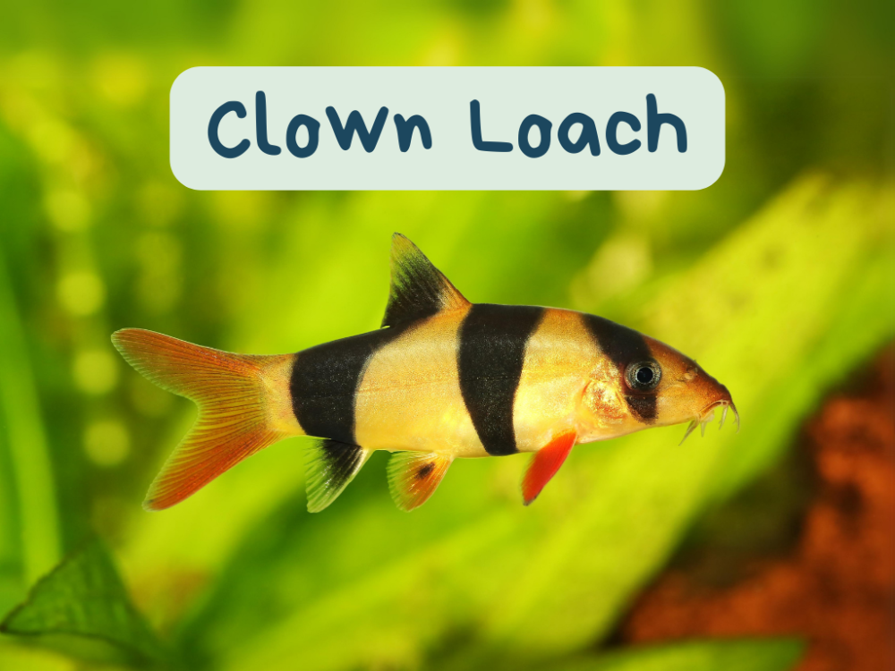 Clown Loach: All in One Fish Guide