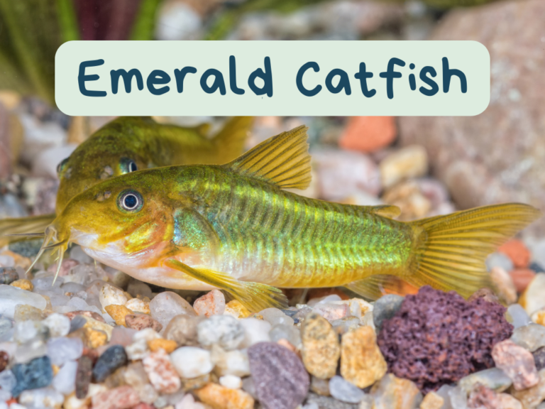 Emerald Catfish (Corydoras splendens): All in One Fish Guide