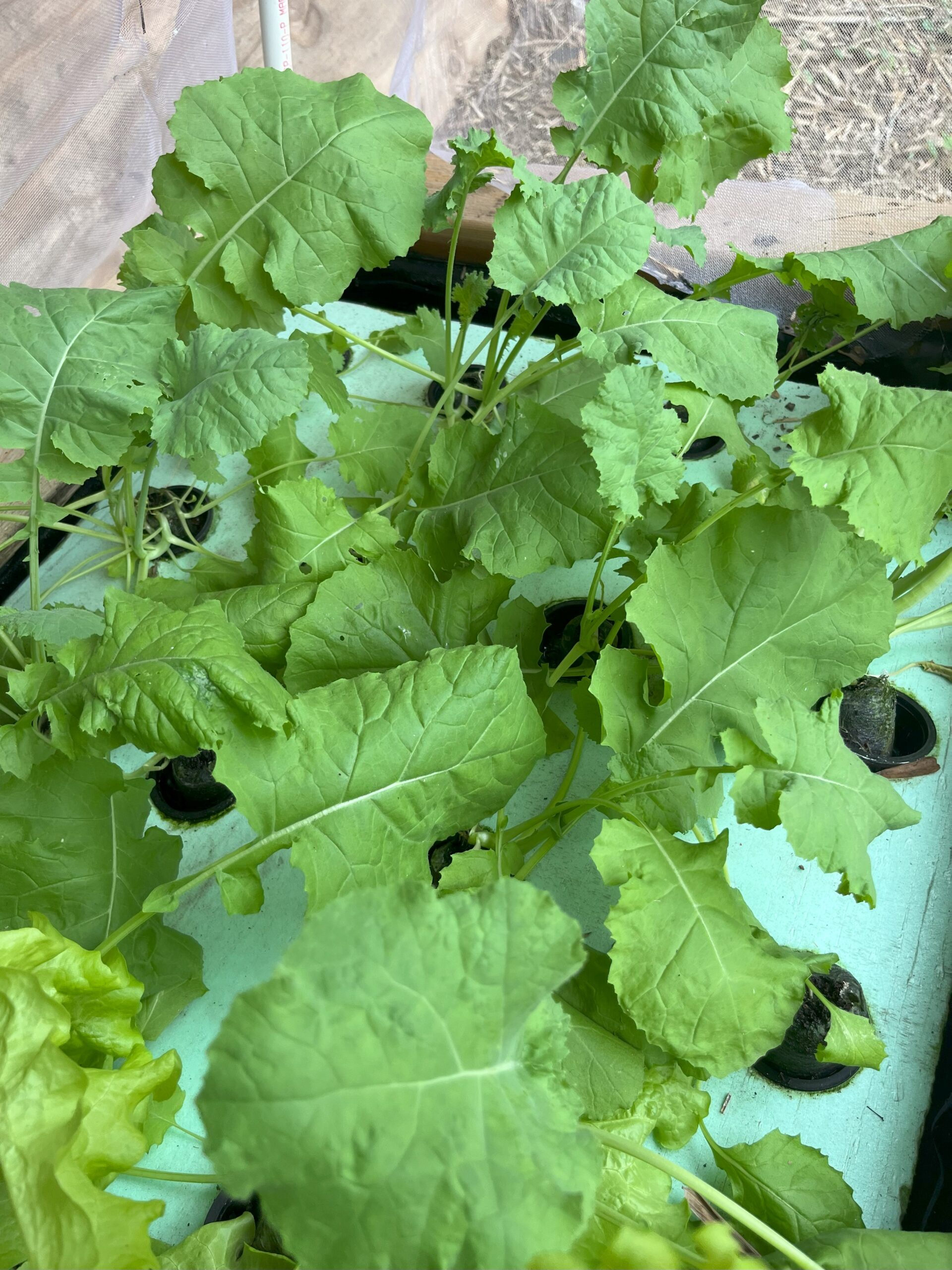 Hydroponic Collard Greens: An Easy Indoor and Outdoor Grow Guide ...