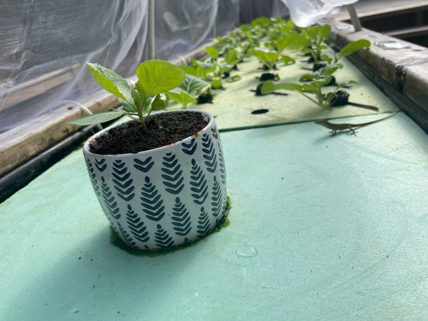 Floating Pots: The Easiest Hydroponic System You Can Make