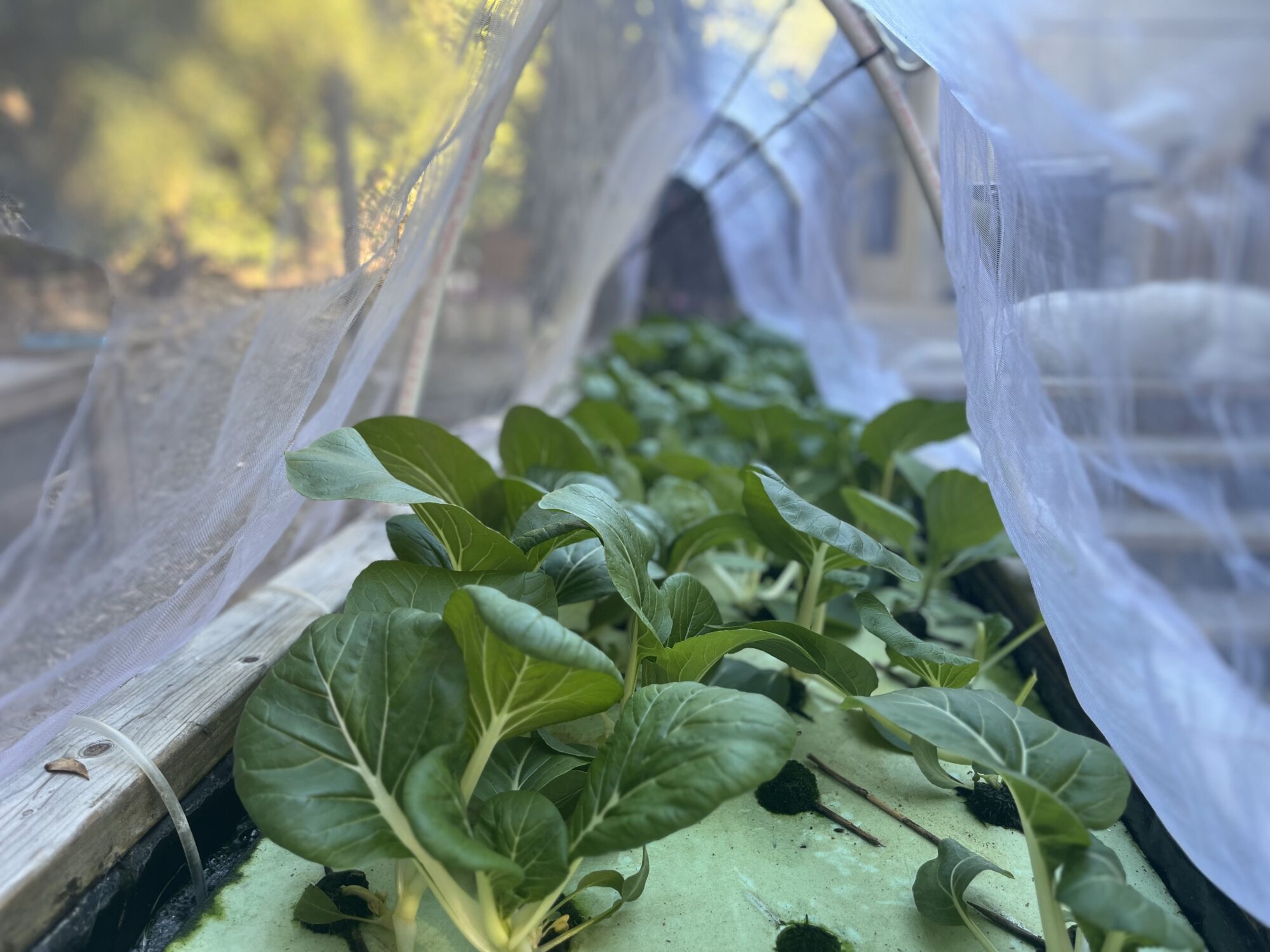 Outdoor Hydroponics: A Few Things to Think About