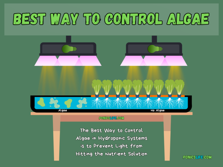 How to Control Algae in Hydroponics: Tips, Tricks, and Expert Solutions