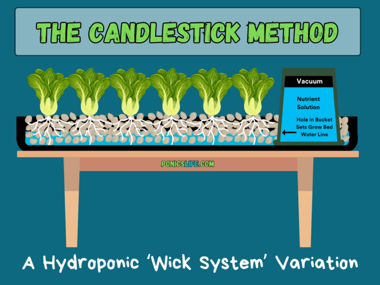 Hydroponics for Teachers: Simple Systems for the Classroom