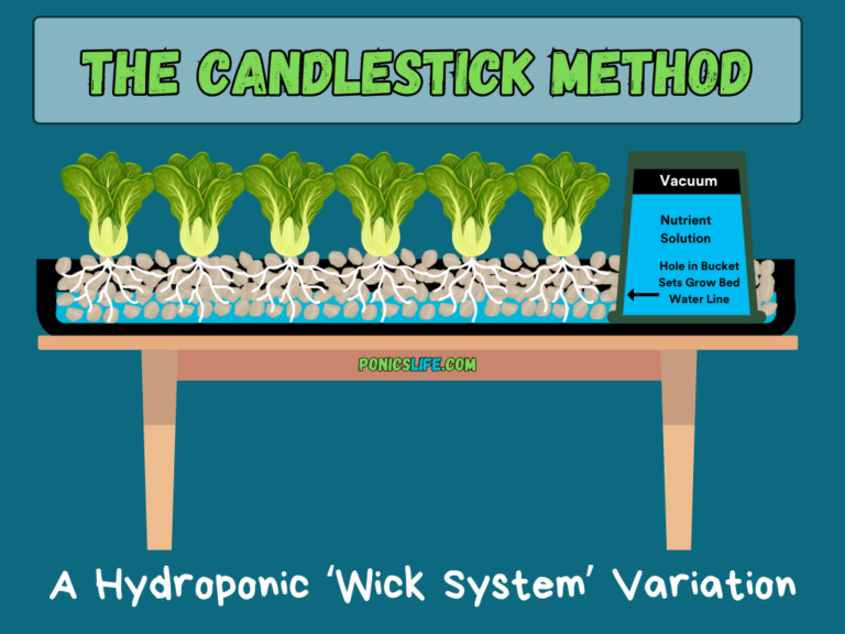 Hydroponics for Teachers: Simple Systems for the Classroom