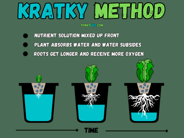 Hydroponics for Teachers: Simple Systems for the Classroom